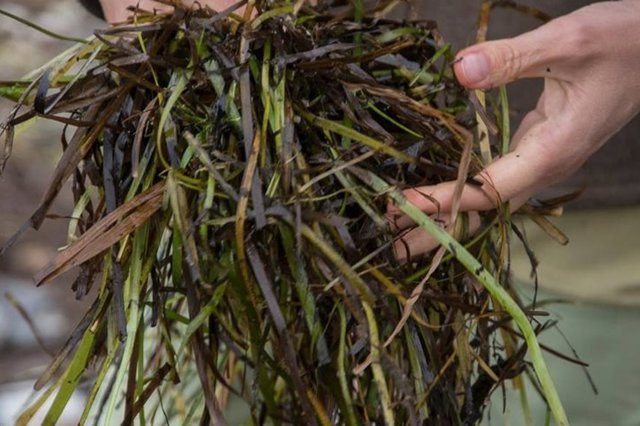Hvad er biogene byggematerialer? | Bæredygtige byggeri | Læs mere - DM Bio