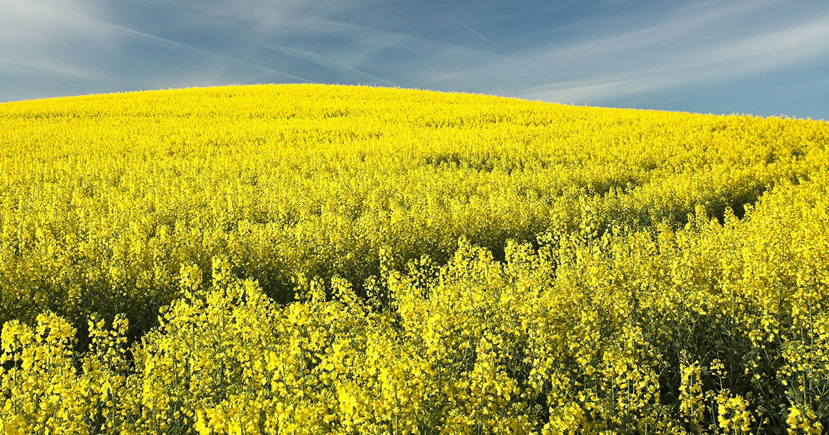 Oliekrise rammer middagsbordet - DM Bio