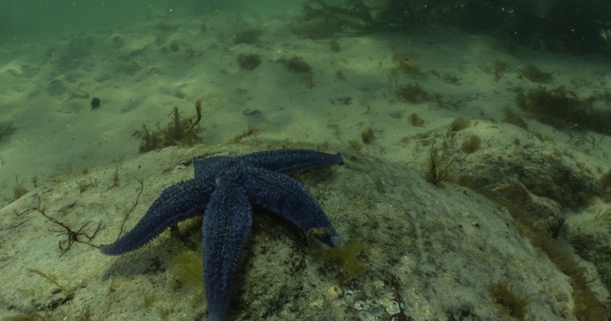 Et sundt hav er altafgørende for klima og natur - DM BIO